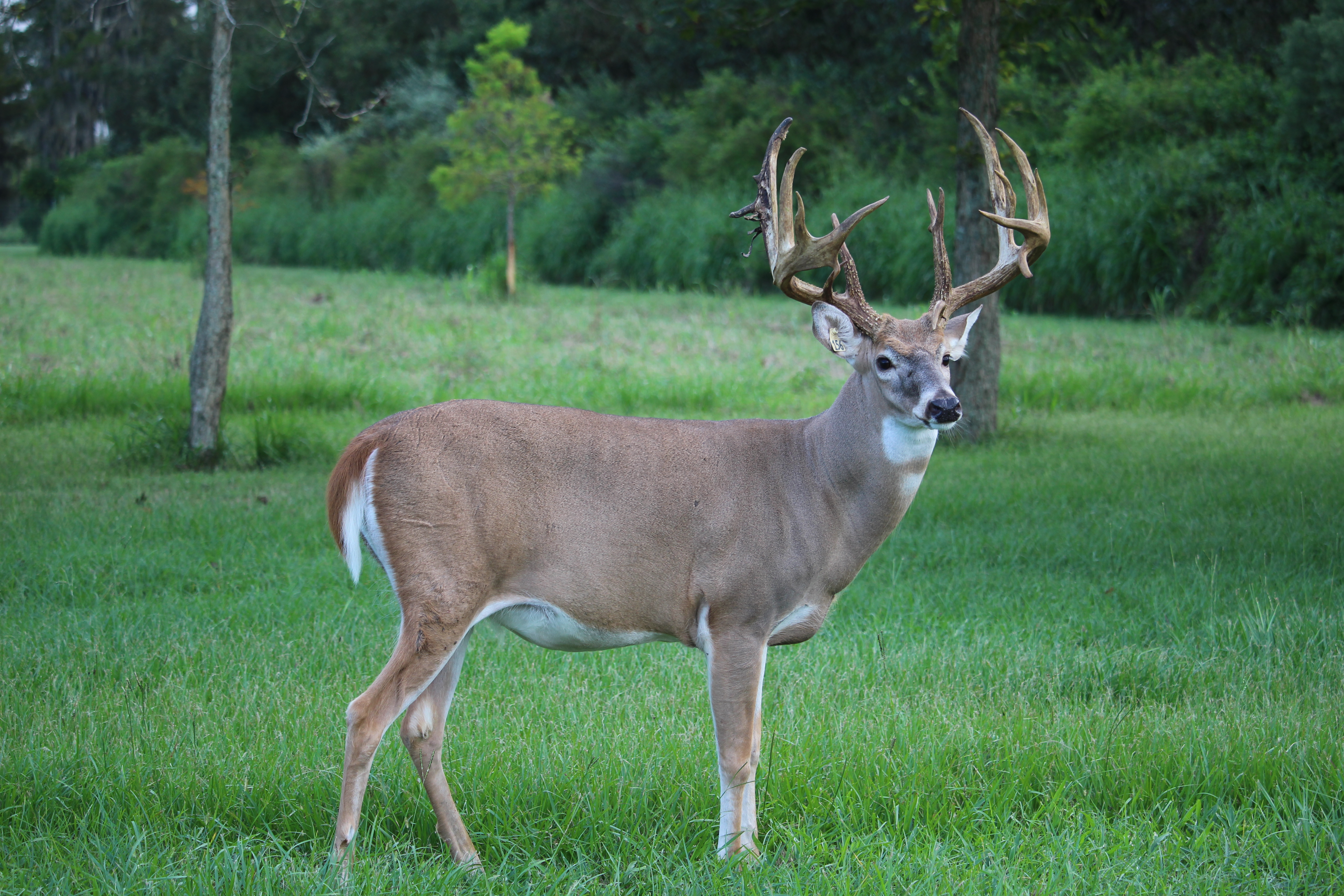 Mudbug - Golden Ranch Farms
